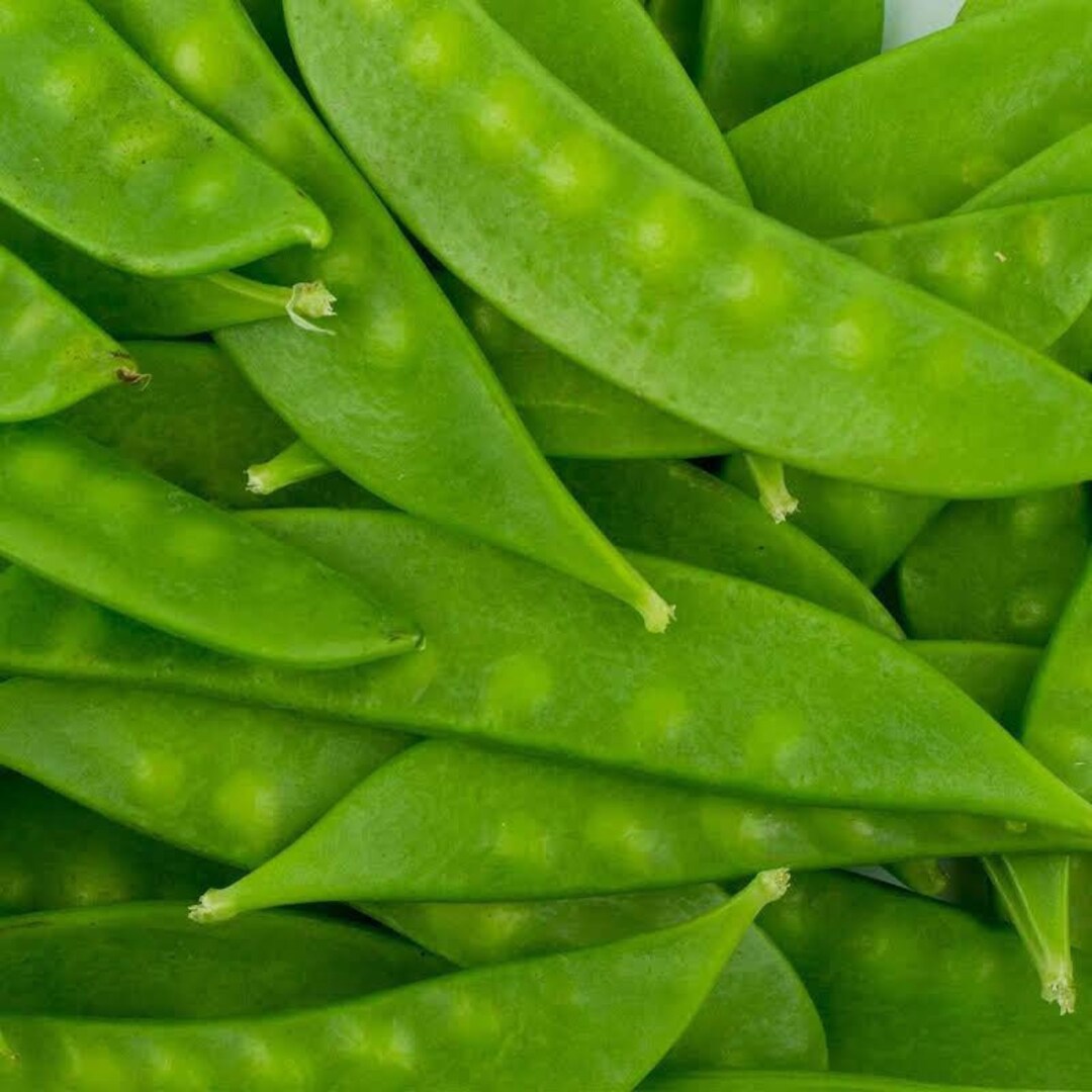 Mammoth Melting Sugar Pod Snow Peas - Etsy