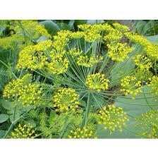 Dukat Dill Seeds - Etsy