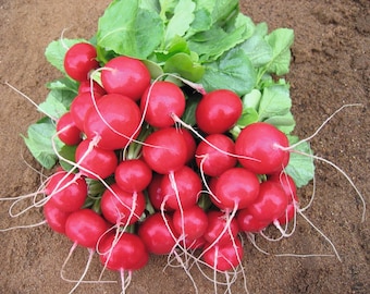 Early Scarlet Globe Radish Seeds, Heirloom, NON-GMO Seeds. Country ...