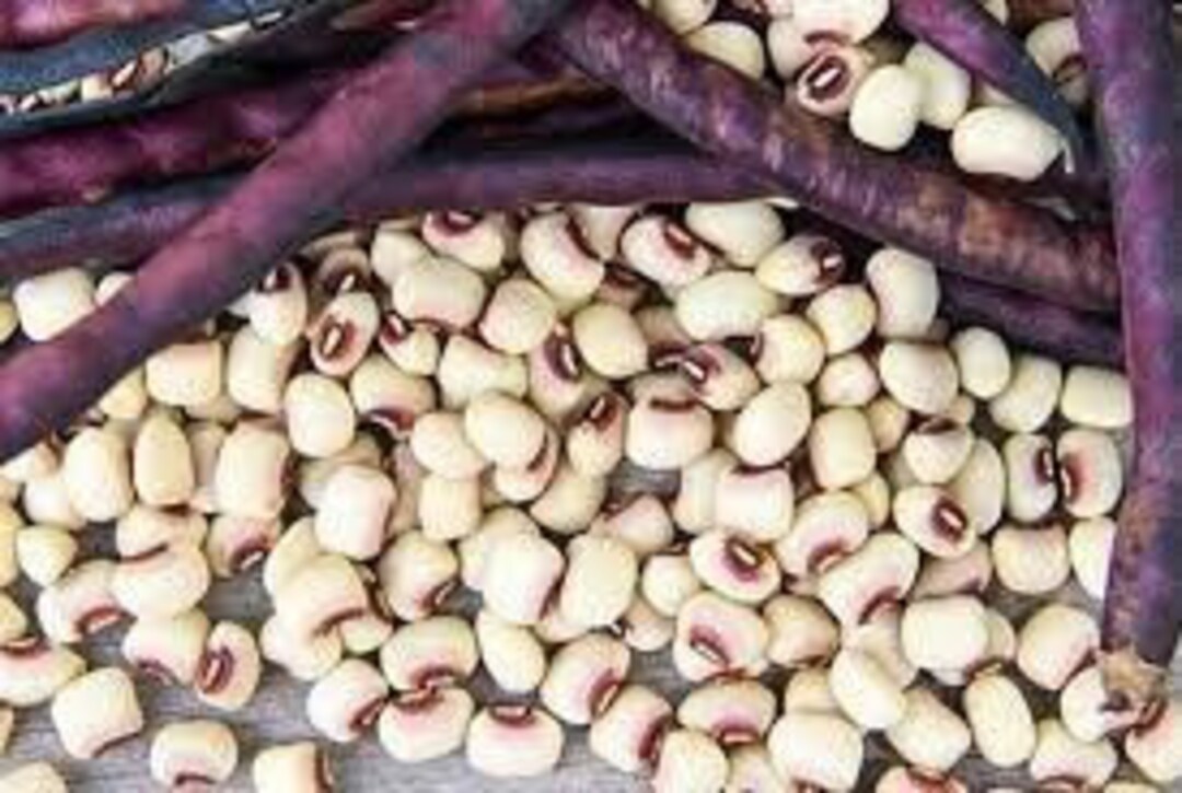 Pink Eye Purple Hull Cow Pea Seeds - Etsy