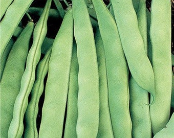 Bean Garden Bountiful Bush Bean Seed - Etsy