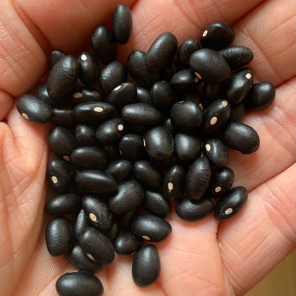 Black Turtle Beans - Etsy