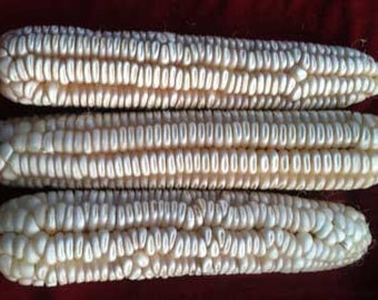 35 Giant Peruvian Popping Corn Seed-1215 - Etsy