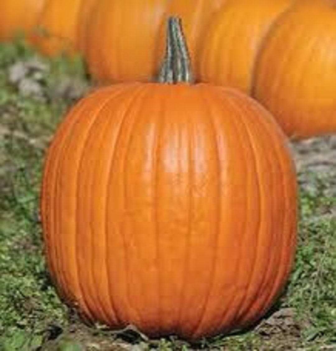 Howden Pumpkin Seeds - Etsy