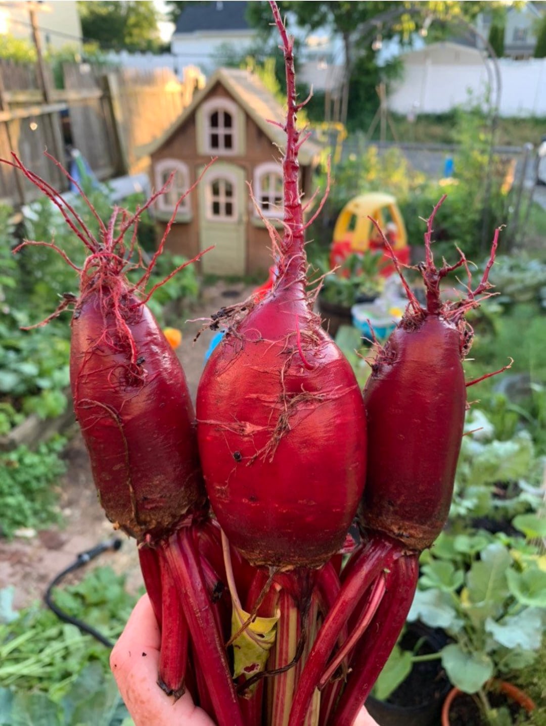 Cylindra Beet Seeds - Etsy