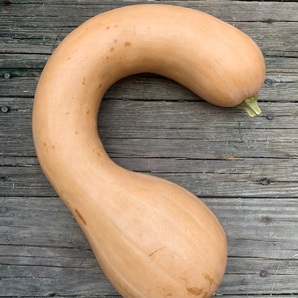 Squash Seeds - Etsy