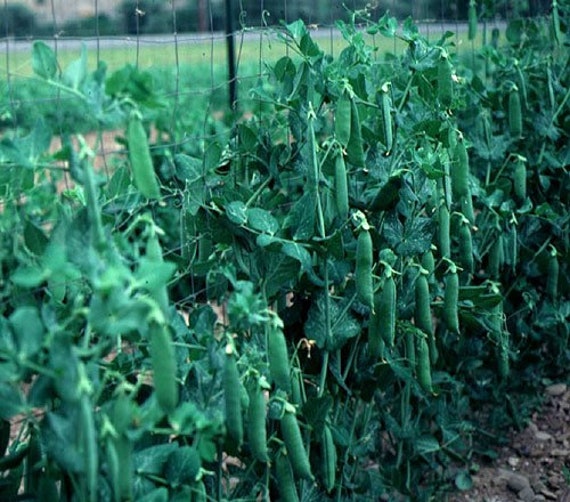 Wando Shelling Pea Seeds | Etsy