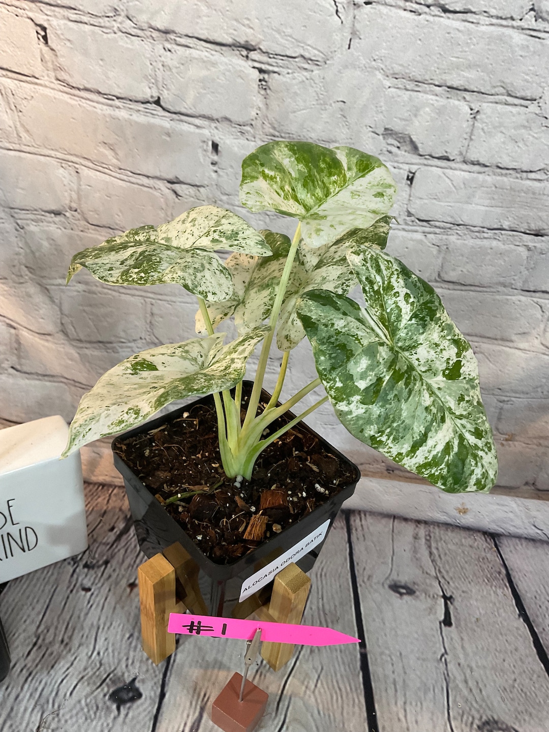 Alocasia Odora Batik 5 USA Seller FLORIDA - Etsy