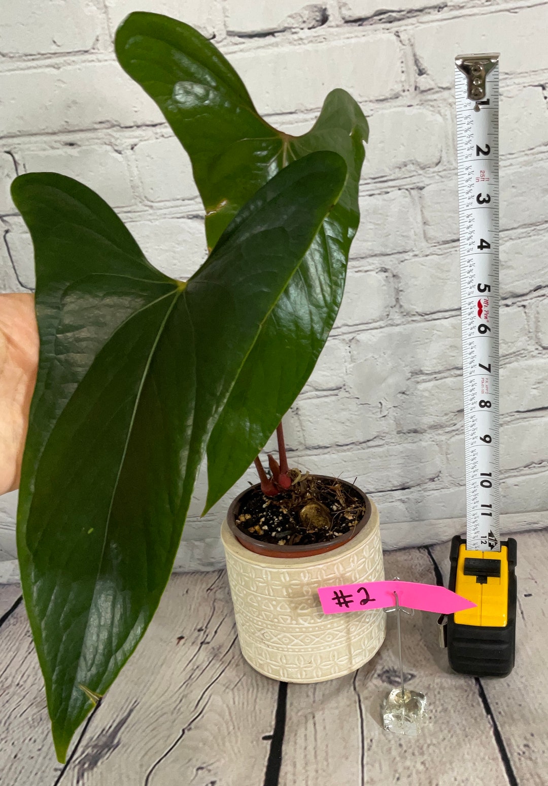 Anthurium Gigi AKA Sp. Napo, Sp. Versicolor USA, Florida - Etsy