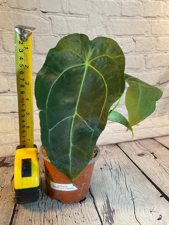 Anthurium HYBRID Forgetti X Ace of Spades 4 on Moss USA - Etsy