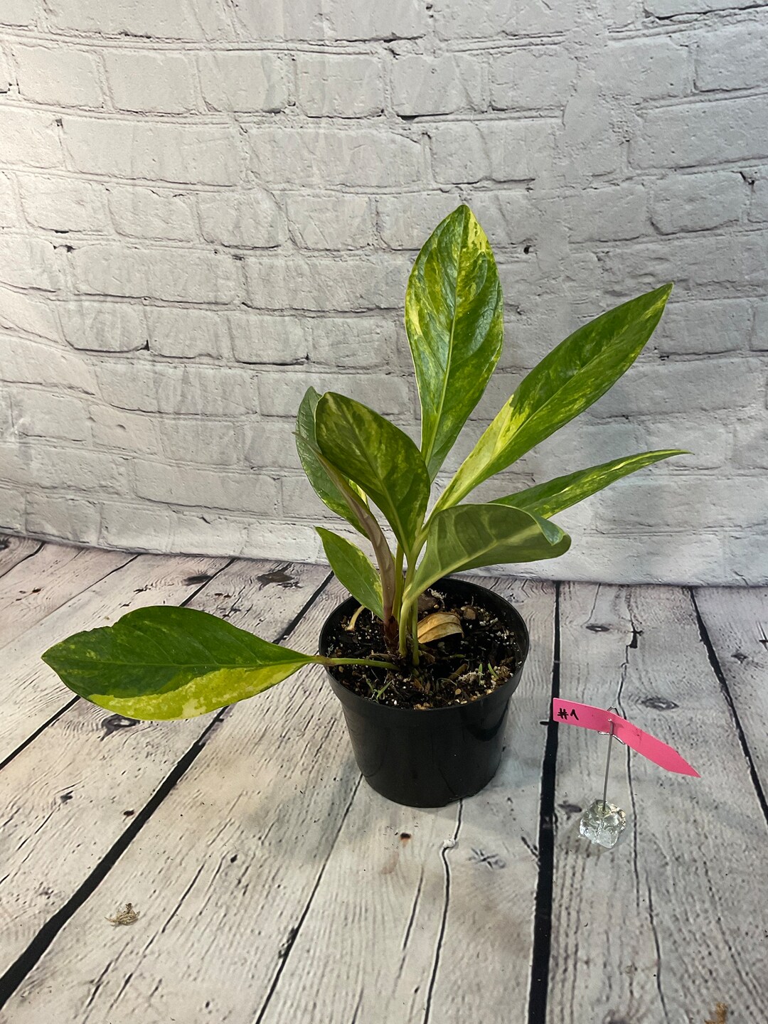 RARE Variegated Anthurium JENMANII - Etsy
