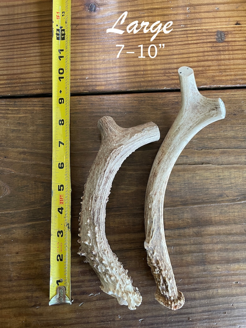 Texas Premium Deer Antler Dog Chews! | All Natural | Organic Dog Treats ...