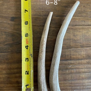 Texas Premium Deer Antler Dog Chews! | All Natural | Organic Dog Treats ...