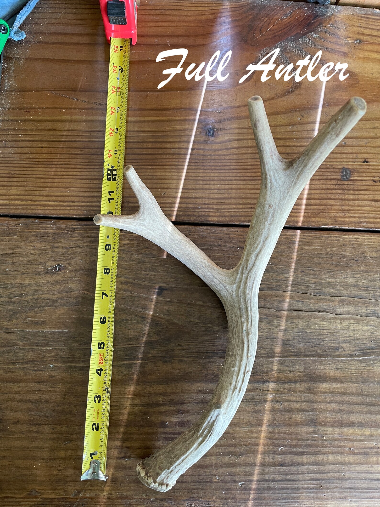 Texas Premium Deer Antler Dog Chews! | All Natural | Organic Dog Treats ...