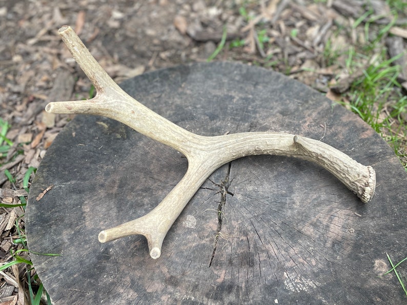 Texas Premium Deer Antler Dog Chews! | All Natural | Organic Dog Treats ...