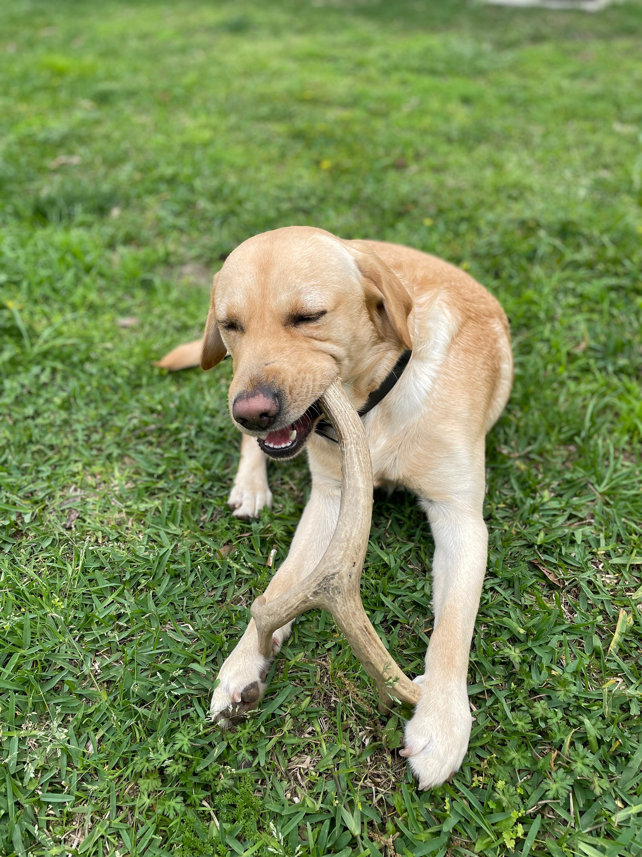 Texas Premium Deer Antler Dog Chews! | All Natural | Organic Dog Treats ...