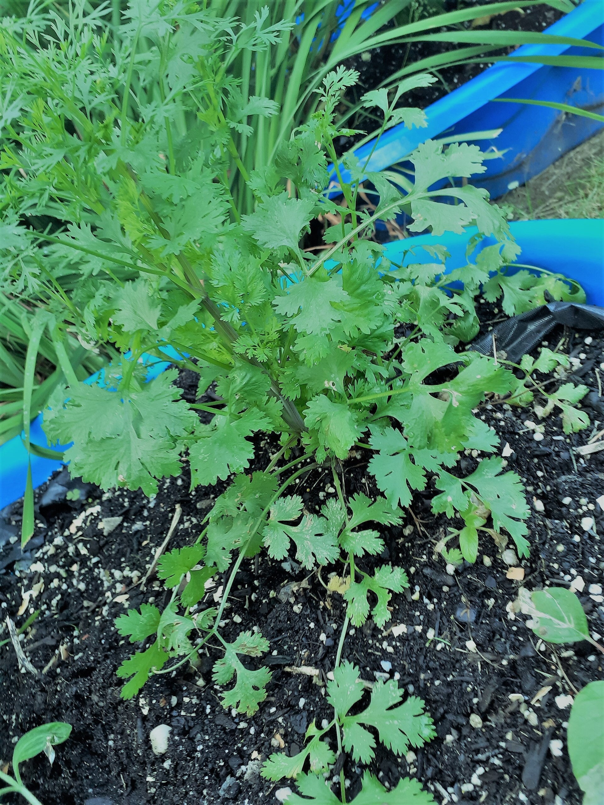 Cilantro (slow Bolt) - Etsy