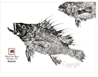 European Sea Bass Art Print dicentrarchus Labrax - Etsy