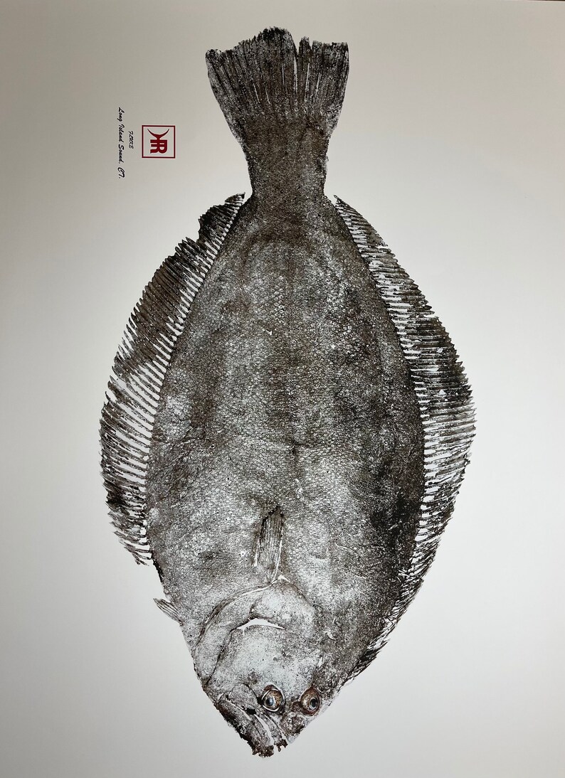 FLUKE Long Island Sound - Etsy