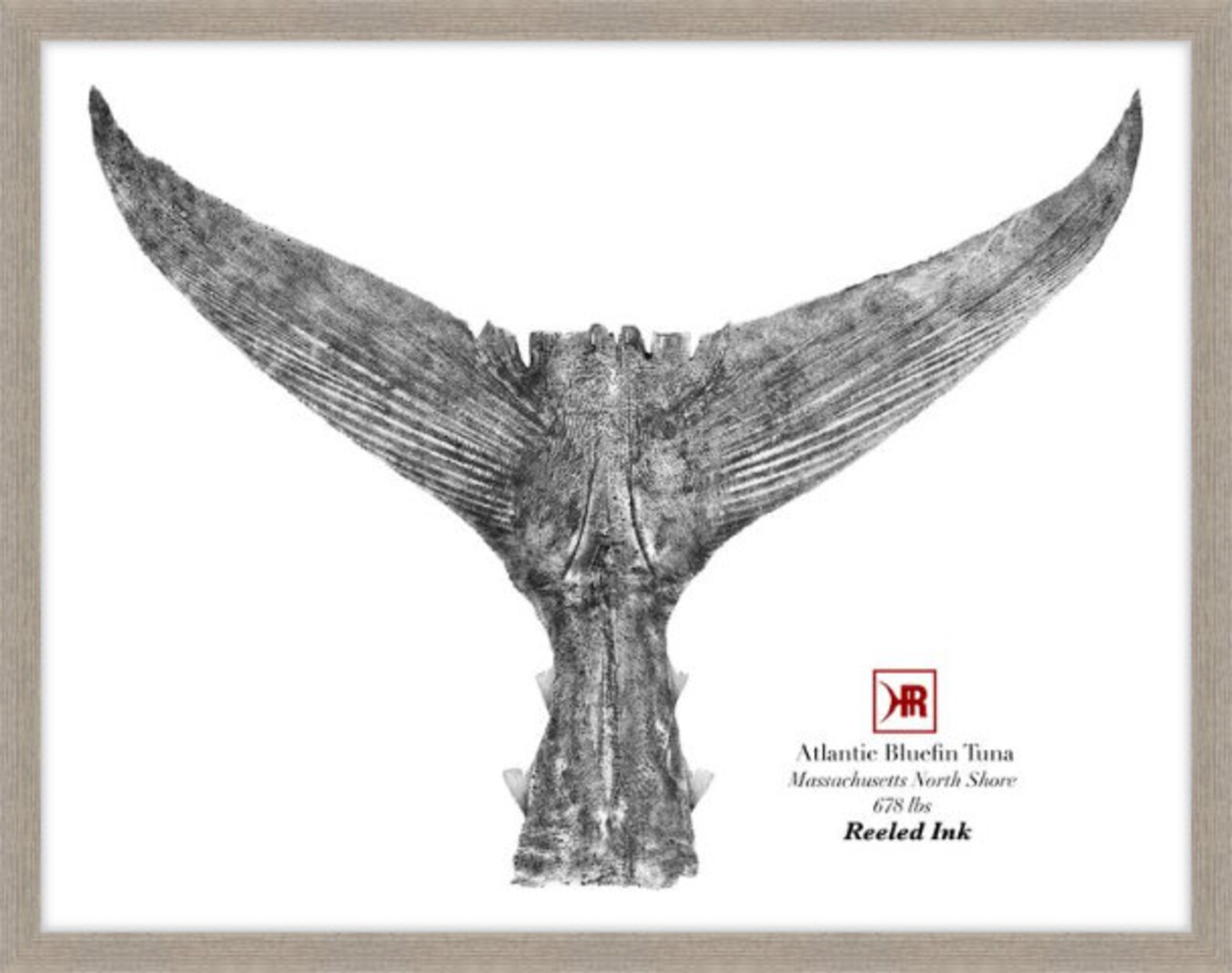 Atlantic Bluefin Tuna Print Caught on Massachusetts' North Shore - Etsy