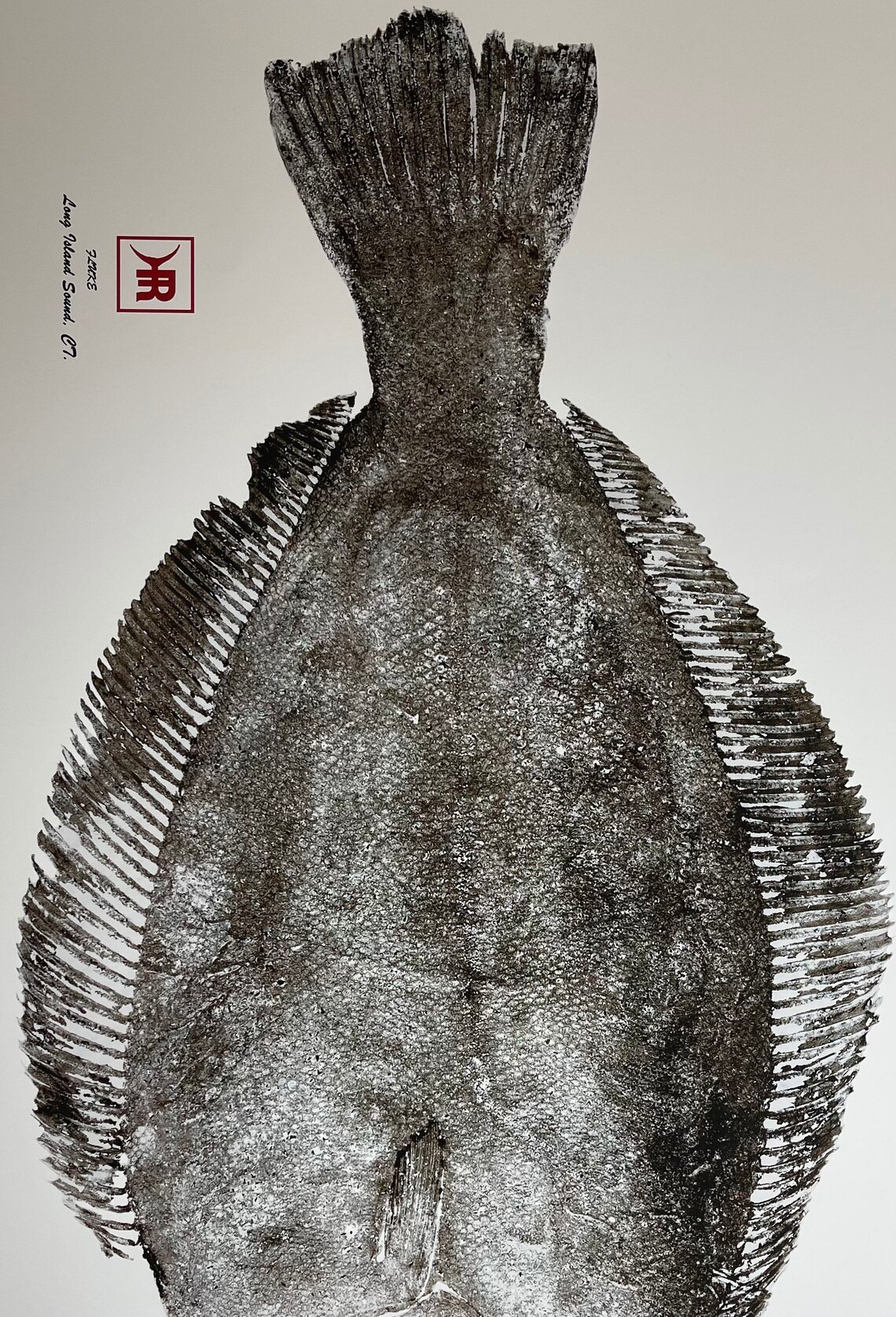 FLUKE Long Island Sound - Etsy