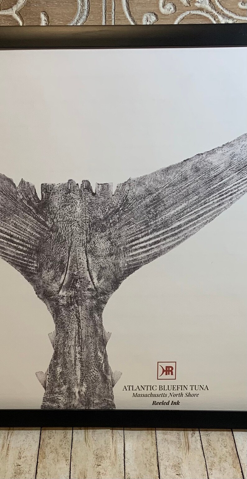 Atlantic Bluefin Tuna Print Caught on Massachusetts' - Etsy