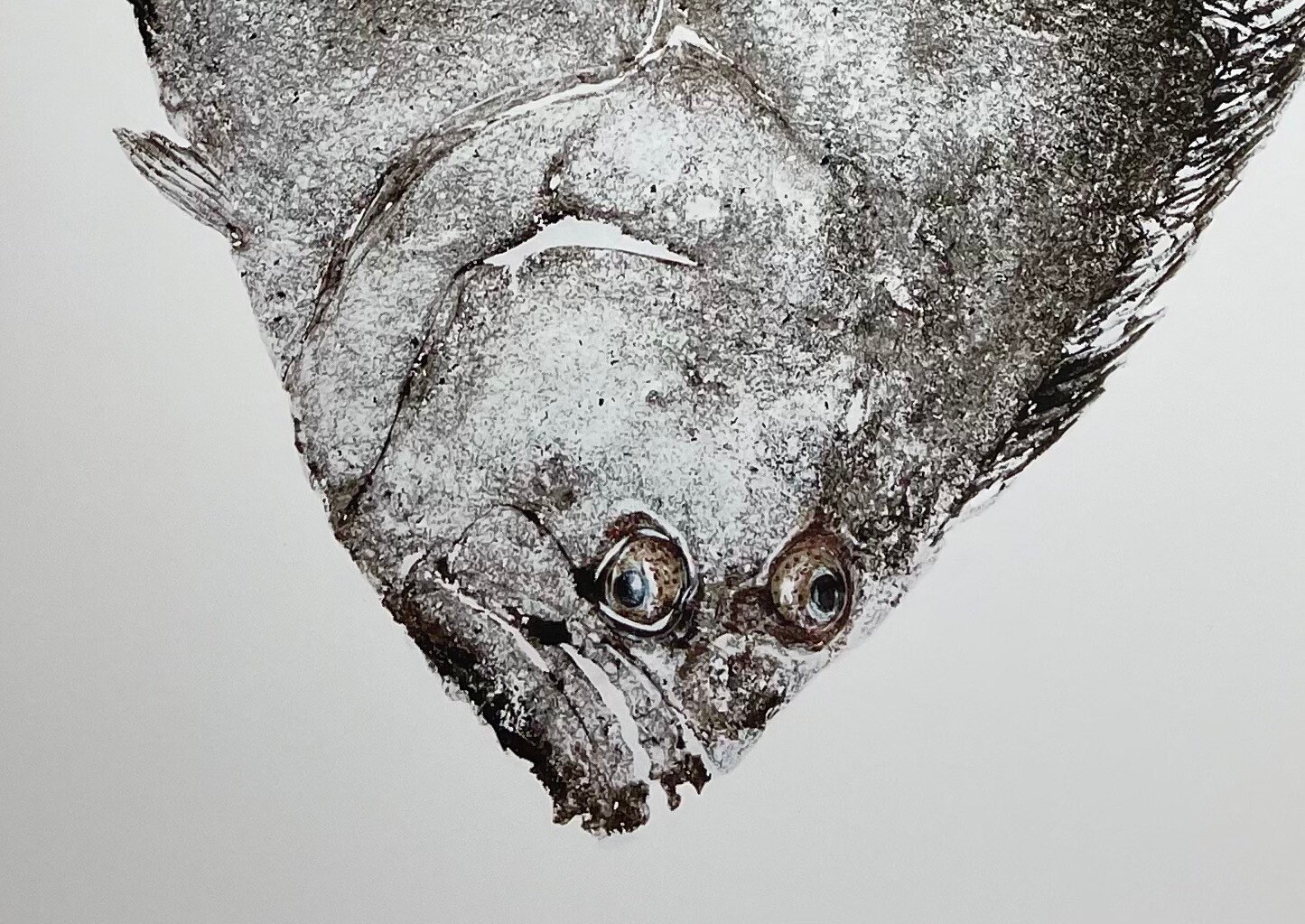 FLUKE Long Island Sound - Etsy