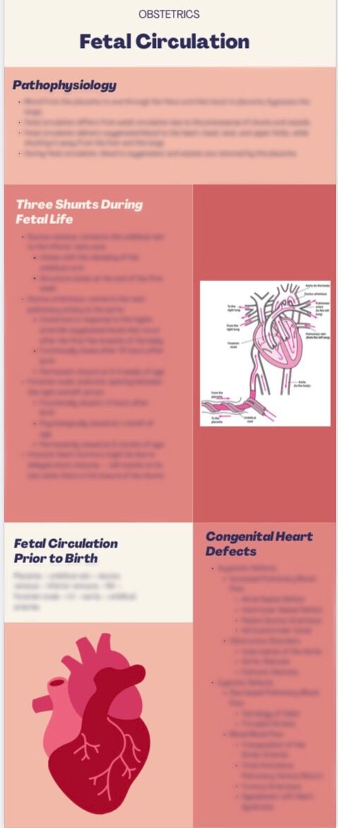 Fetal Circulation and Pediatric Heart Defects Nursing Notes - Etsy