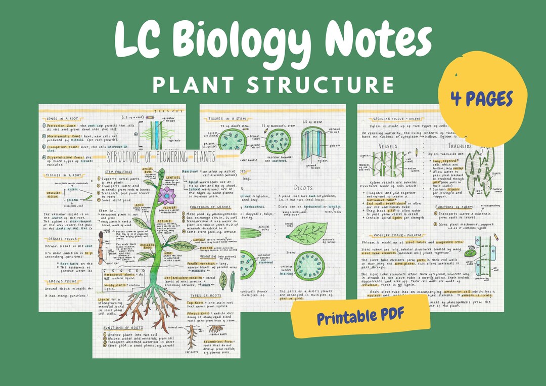 Plant Structure Notes - Leaving Cert Biology - Etsy