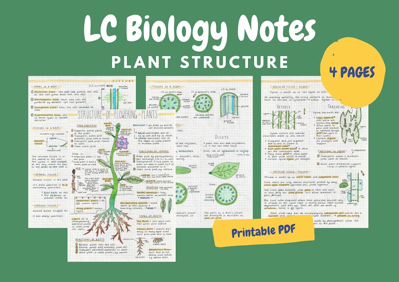 Plant Structure Notes - Leaving Cert Biology - Etsy