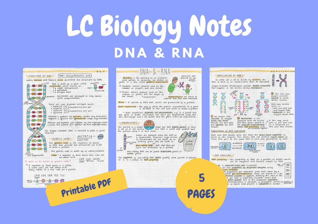 DNA & RNA Notes - Leaving Cert Biology - Etsy