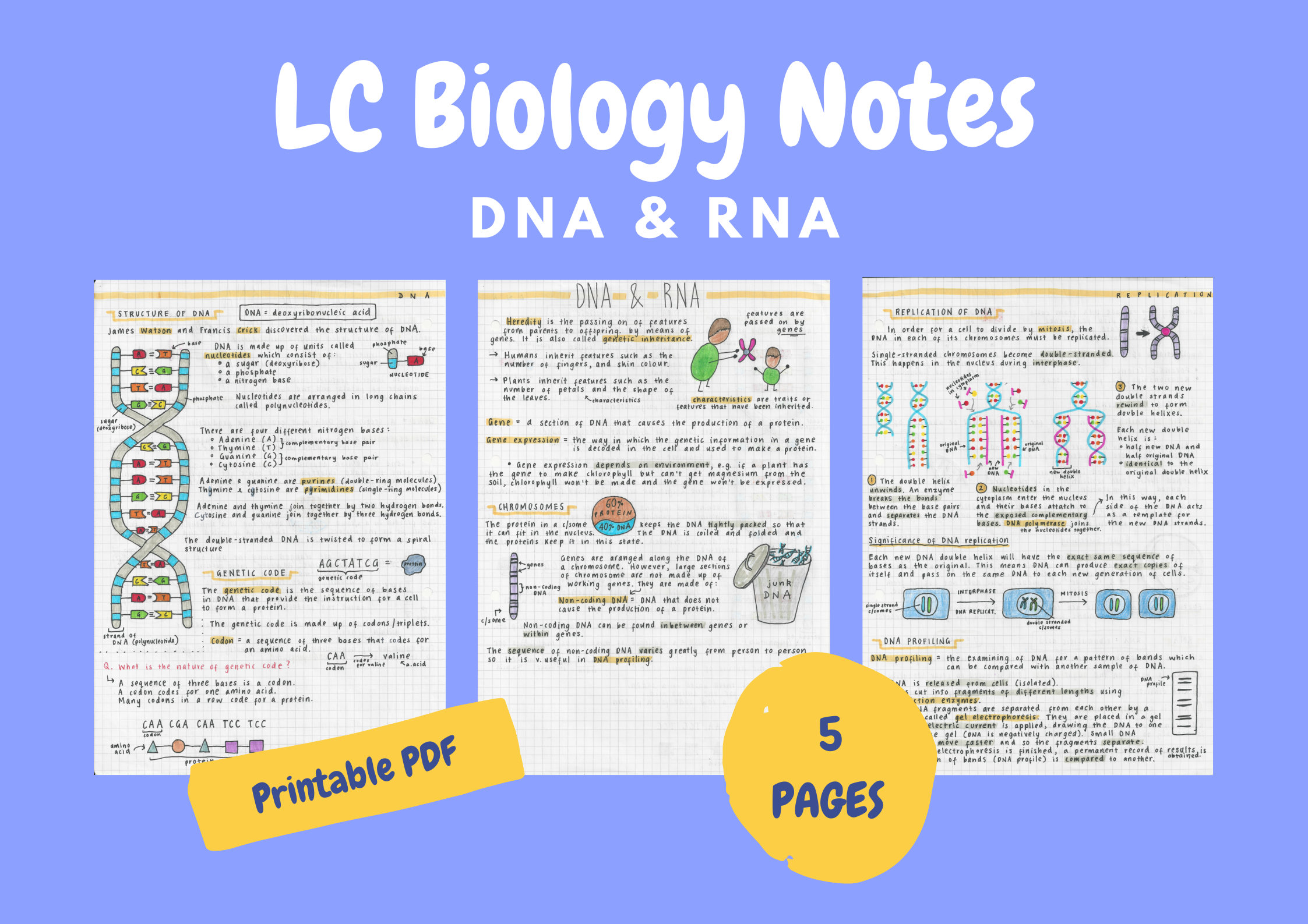 DNA & RNA Notes - Leaving Cert Biology - Etsy