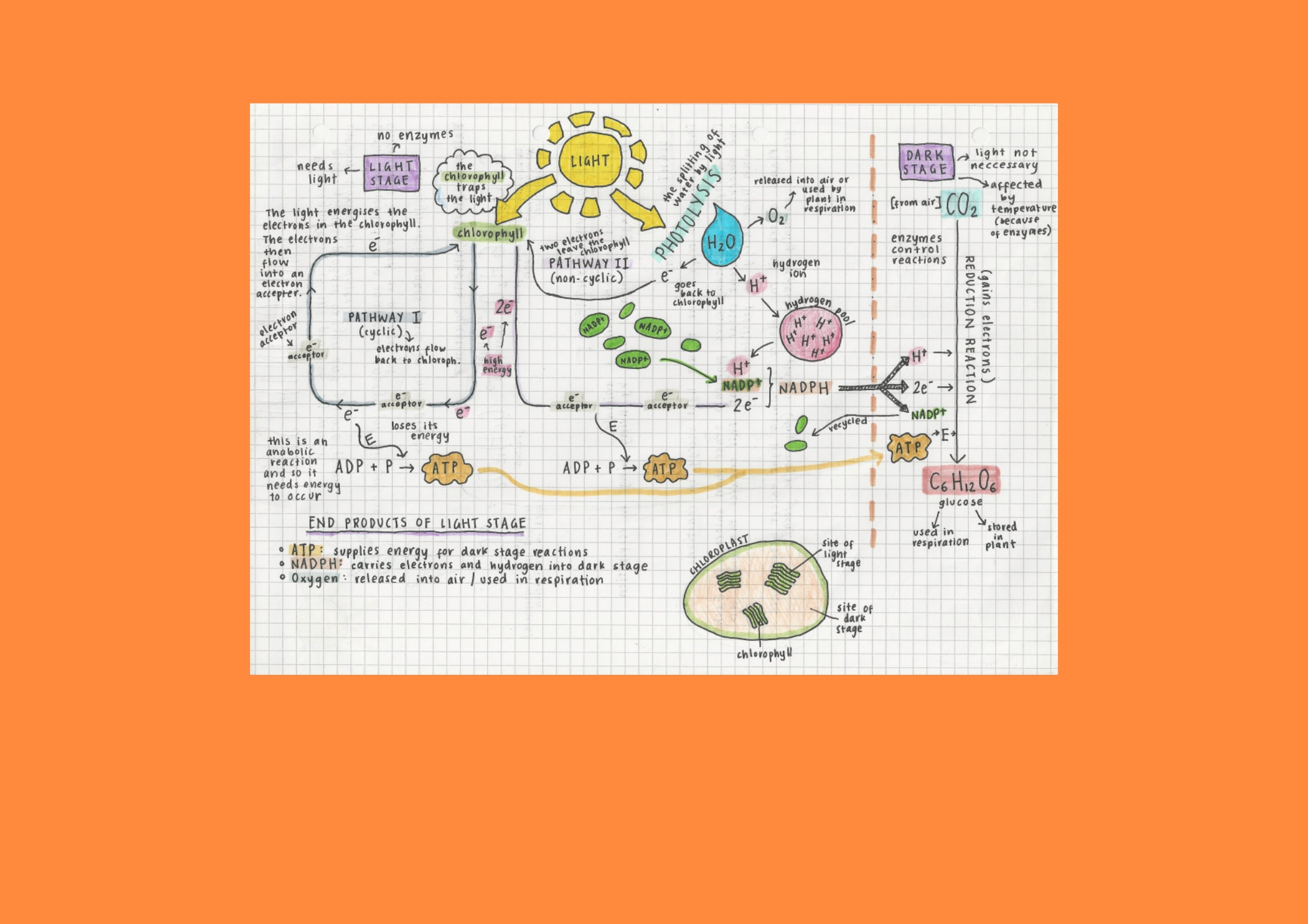 Respiration and Photosynthesis Notes - Leaving Cert Biology - Etsy