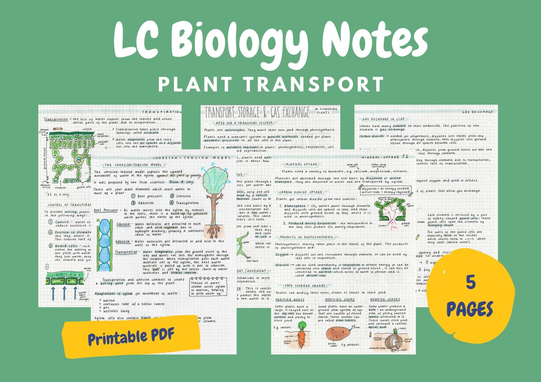 Plant Transport Notes - Leaving Cert Biology - Etsy