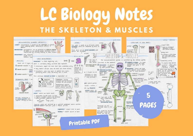 Skeleton & Muscles Notes - Leaving Cert Biology - Etsy