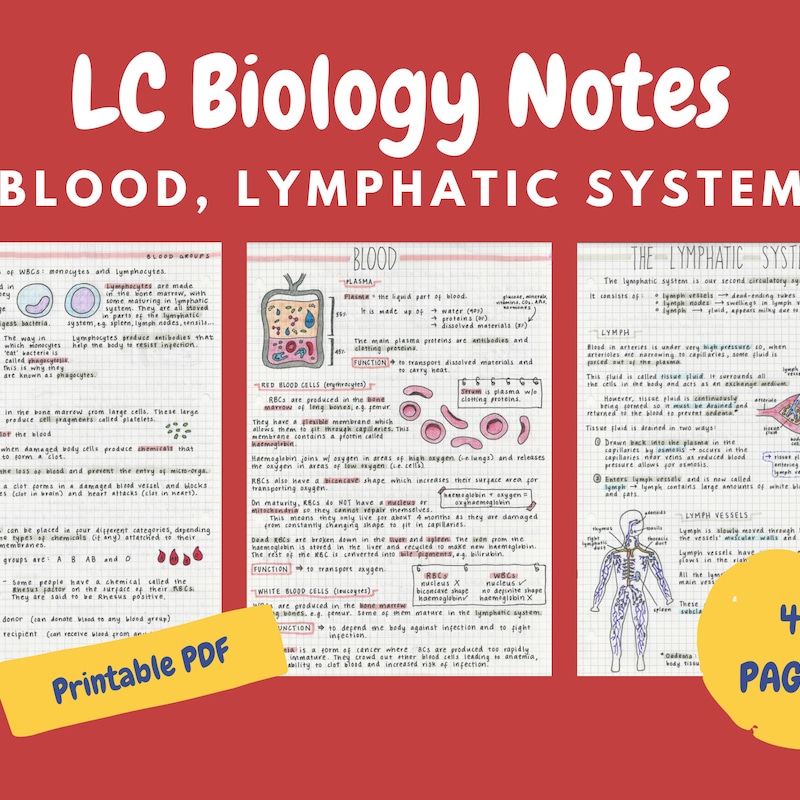 Lymphatic System Anatomy - Etsy