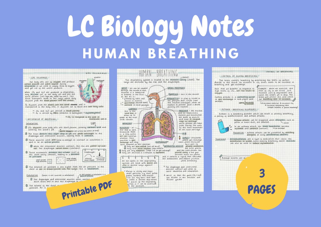 Human Breathing Notes - Leaving Cert Biology - Etsy