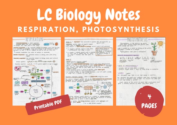 Respiration and Photosynthesis Notes Leaving Cert Biology - Etsy