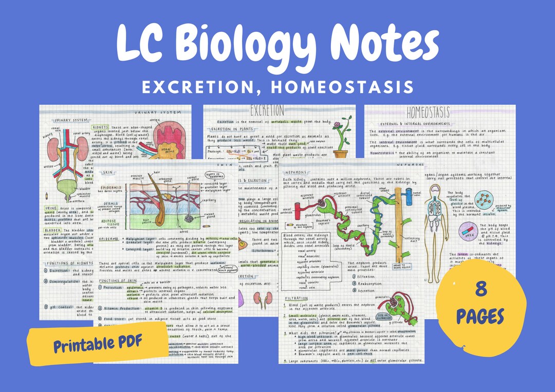 Excretion & Homeostasis Notes - Leaving Cert Biology - Etsy