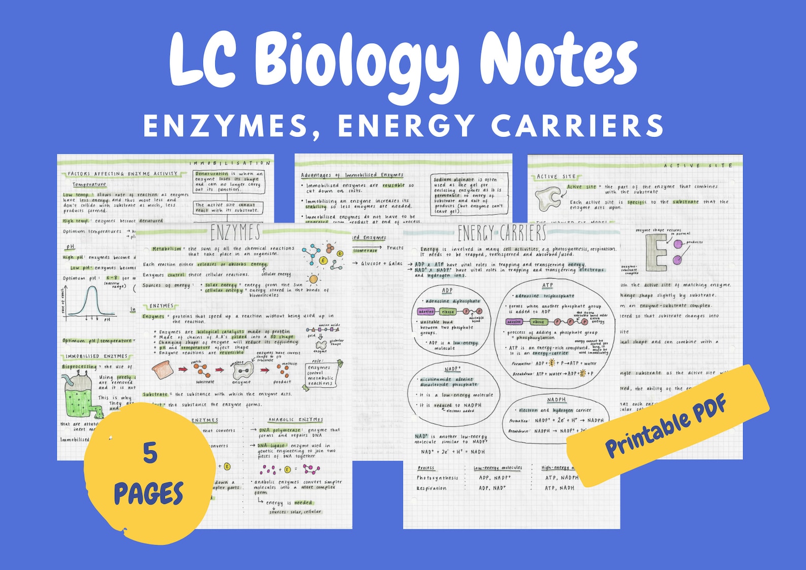 Enzymes and Energy Carriers Notes - Leaving Cert Biology - Etsy