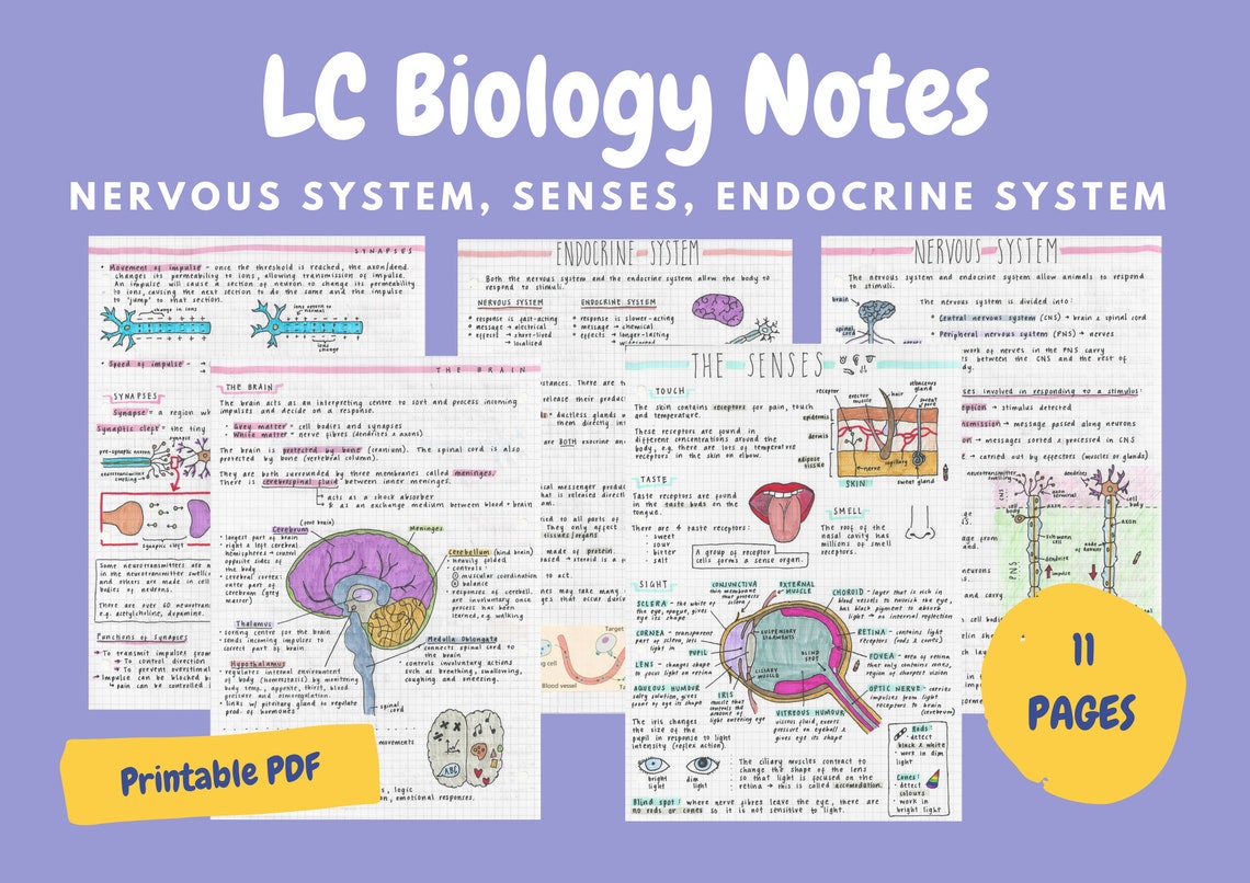 Nervous System, Senses & Endocrine System Notes Leaving Cert Biology - Etsy