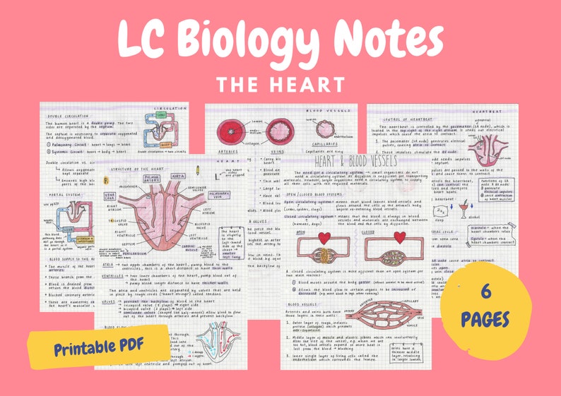 The Heart Notes - Leaving Cert Biology - Etsy