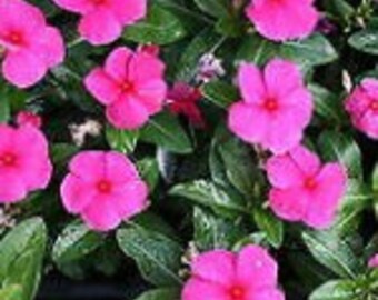 Vinca Cora Cascade Violet Rich-glowing Magenta Large - Etsy