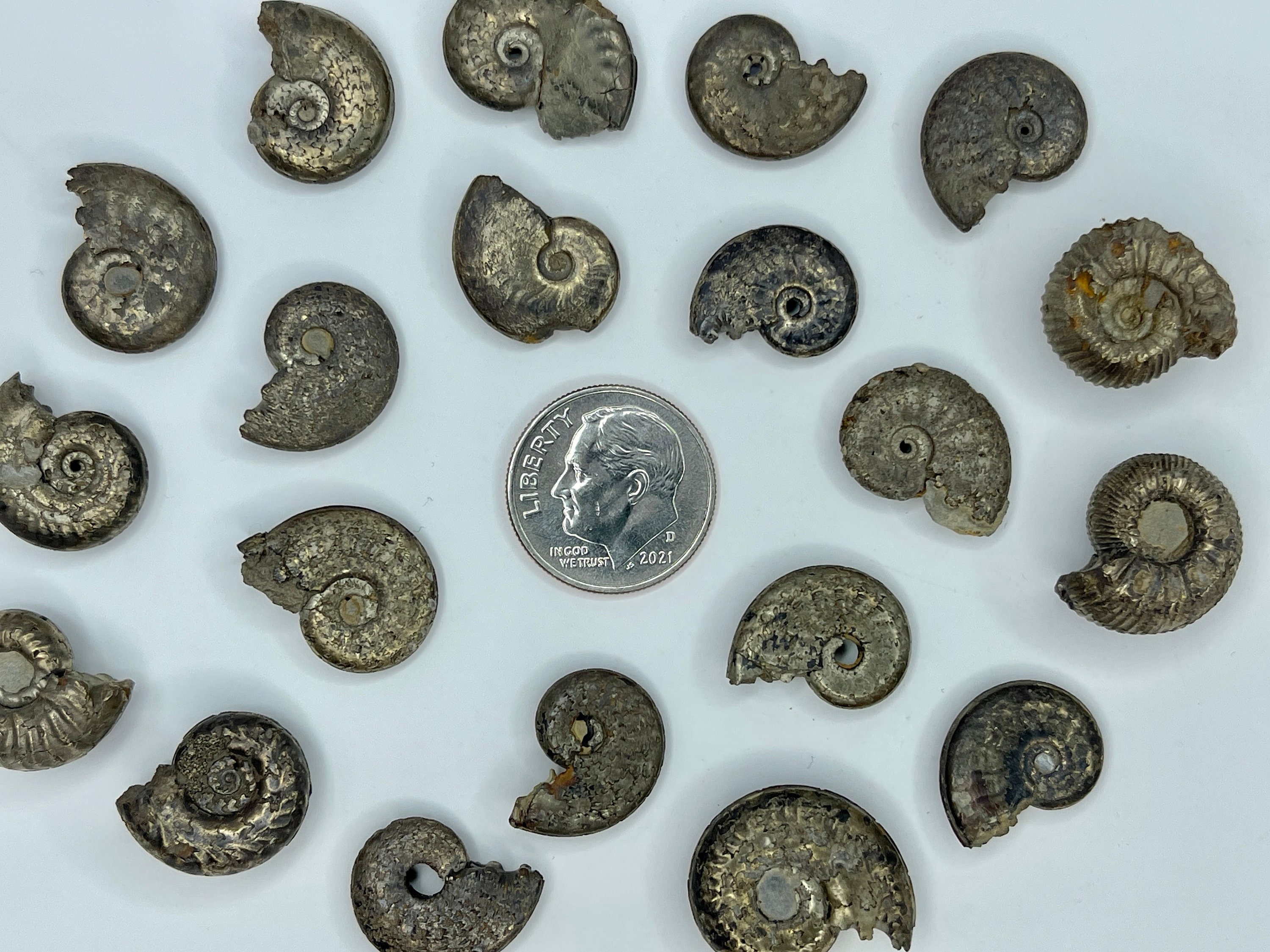 Pyritized Ammonite - Etsy