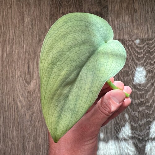 Silver Hero Platinum US Seller Rare Scindapsus Pictus Pothos - Etsy