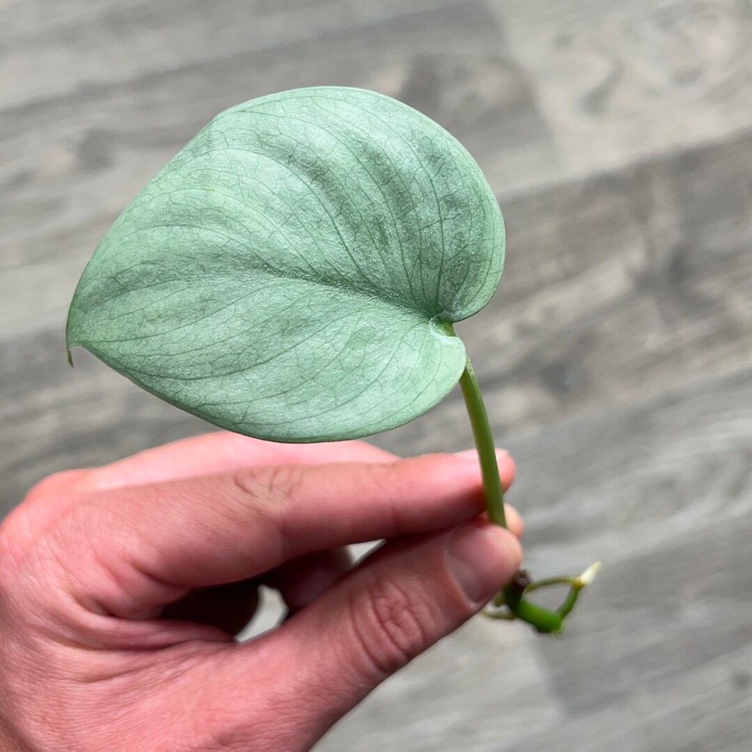 RARE Scindapsus Silver Hero Platinum Plant Cutting — U.S. Seller (NOT ...
