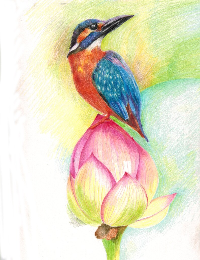 Original Kingfisher Color Pencil Drawing - Etsy Original Kingfisher Color Pencil Drawing - Etsy