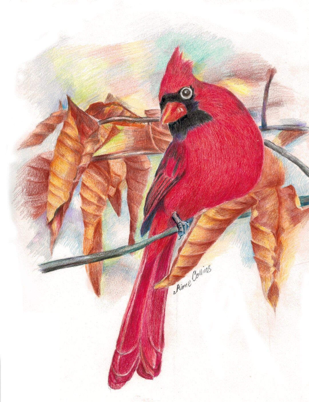 Original Birds Drawing in Color Pencil on Paper | Red Cardinal on the ...