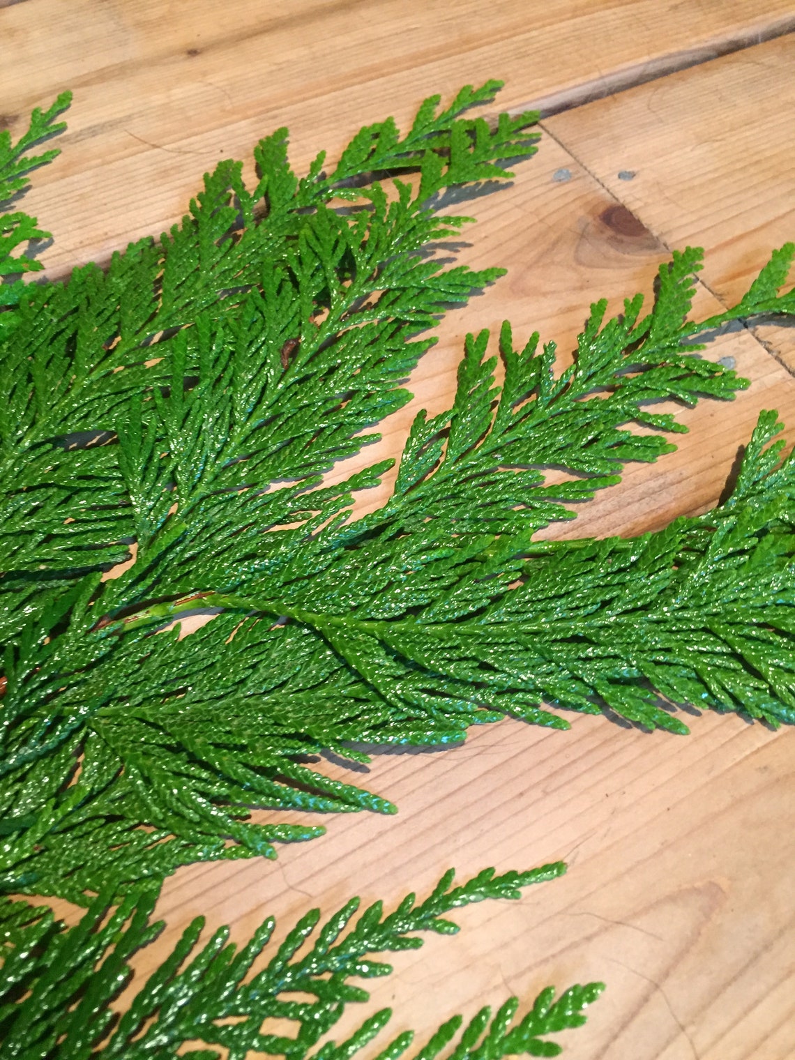 Fresh Cut Western Red Cedar Bunch 20 Inch-evergreen Branches - Etsy