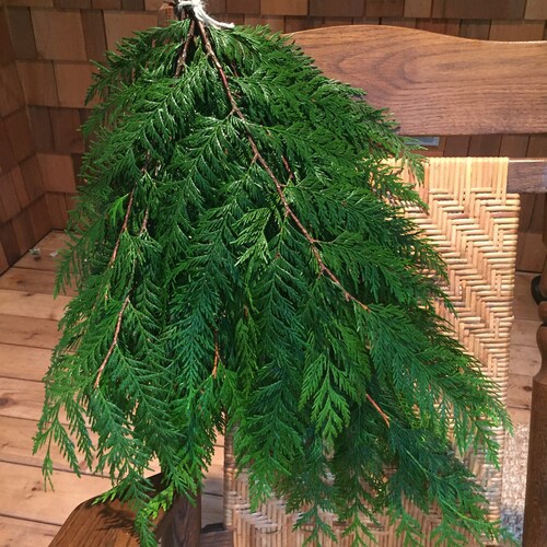 Fresh Cut Western Red Cedar Bunch 20 Inch-evergreen Branches - Etsy